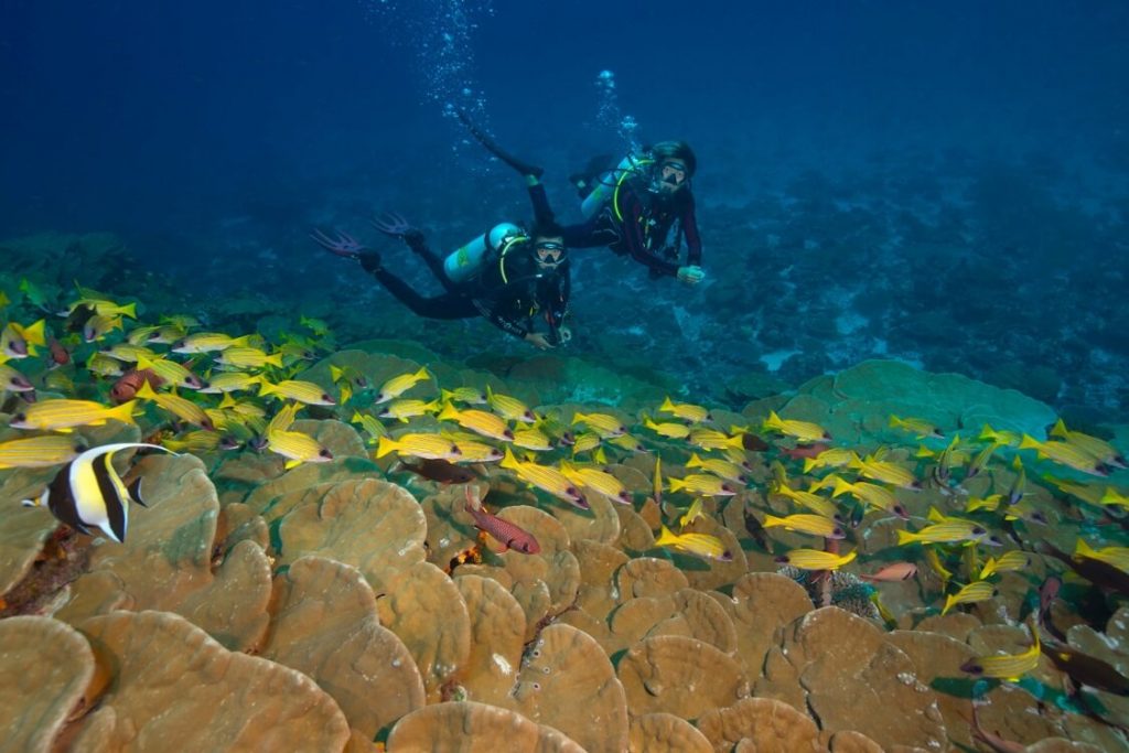 Best diving in Florida — Dive Centers, Scuba diving June 2024